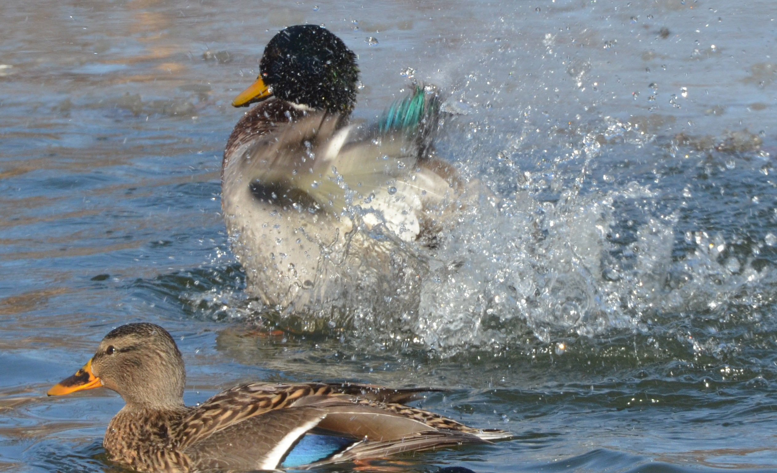 Waterfowl wait for cold winds | News, Sports, Jobs - Times Republican